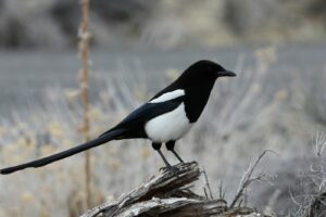 Why Some Birds Are Attracted to Shiny Objects - bird-life.com