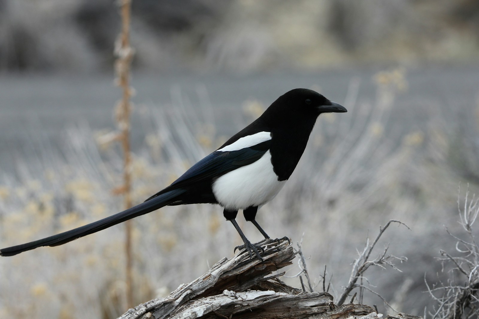 The Bird That Steals Feathers From Other Birds’ Nests - bird-life.com