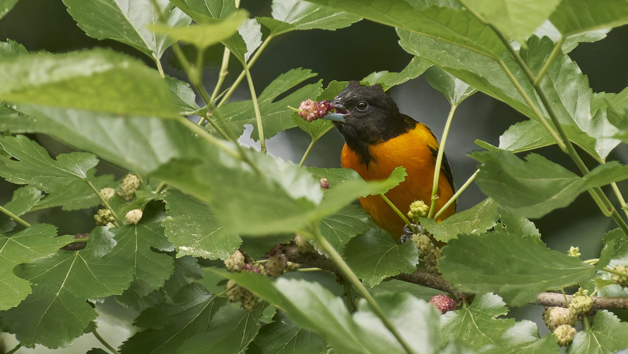 How to Record Bird Sounds From Your Garden - bird-life.com
