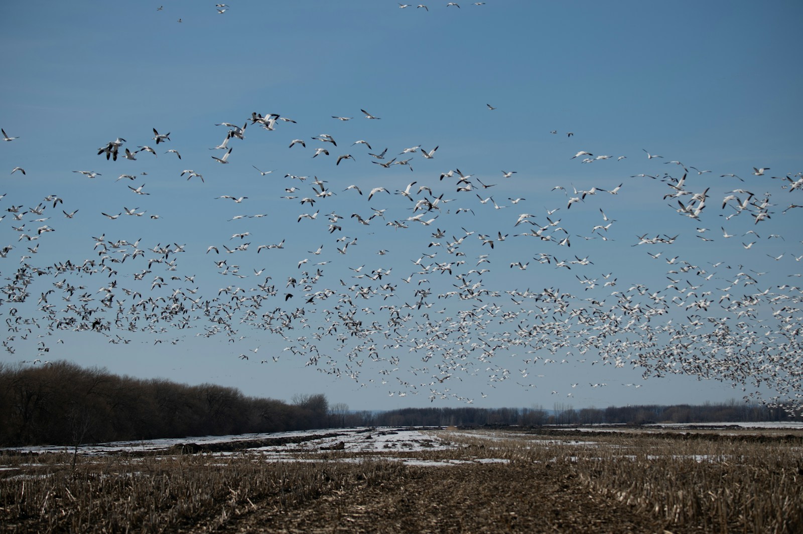 Why Some Birds Migrate Thousands of Miles for the Same Nesting Spot ...
