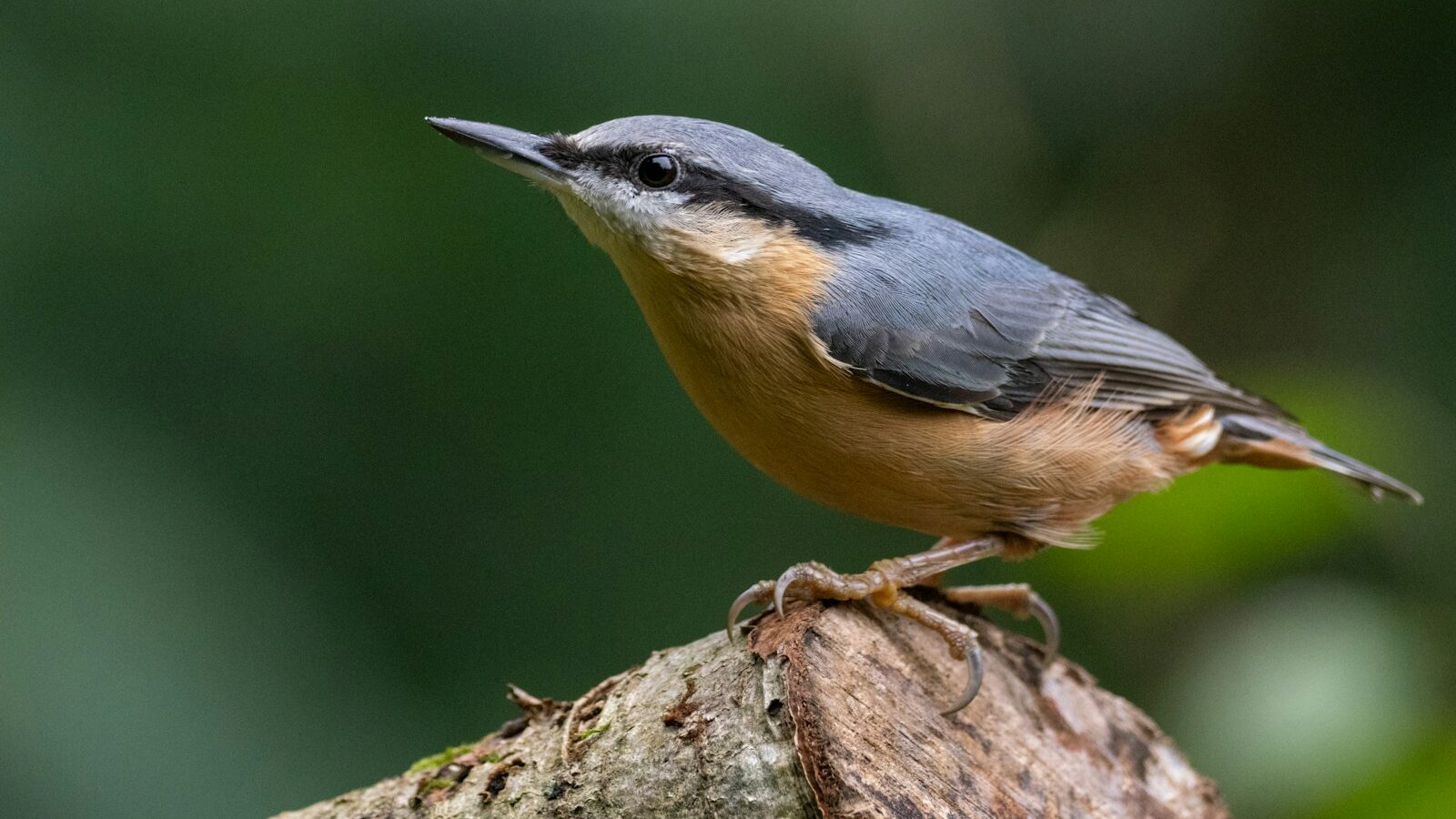The Bird That Climbs Trees Like a Woodpecker but Isn’t One - bird-life.com