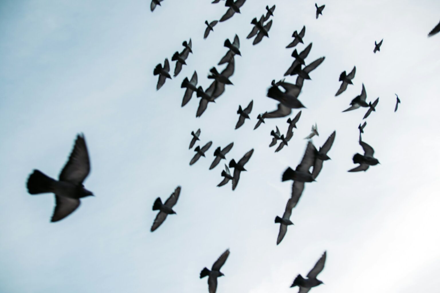 How Birds Inspire Aerospace Engineering Designs - bird-life.com