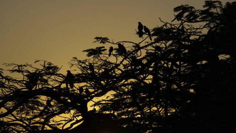 What Time of Day Birds Are Most Active and Why - bird-life.com