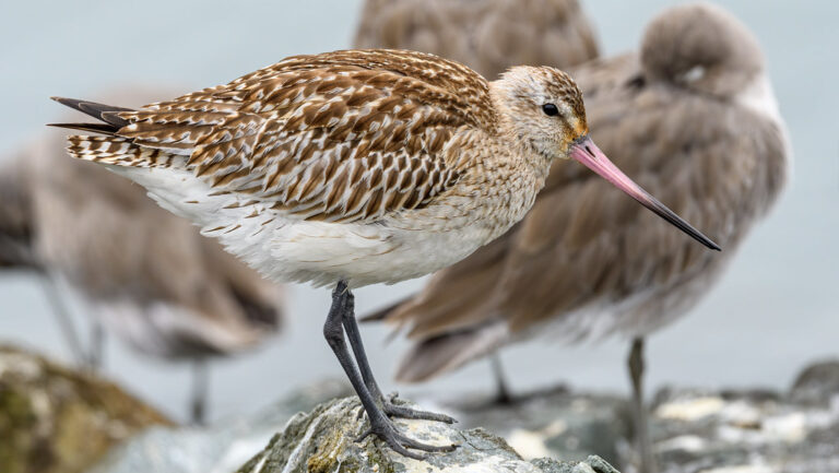 Top 10 Bar-tailed Godwit’s Nonstop Flight Facts That Every Birdwatcher ...