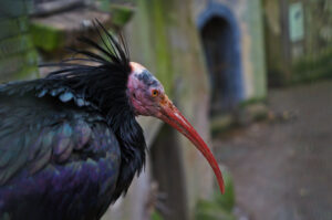 Why Some Birds Are Naturally Bald - bird-life.com