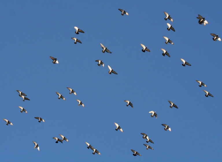 Why Some Birds Fly Over 7,000 Miles Without Stopping - bird-life.com