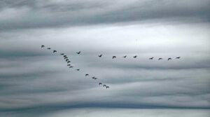 Why Geese Fly in a V-Formation and How It Saves Energy - bird-life.com