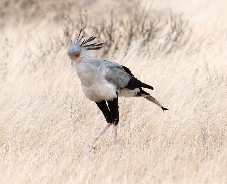 The Secretary Bird: Africa’s Snake-Stomping Raptor - bird-life.com