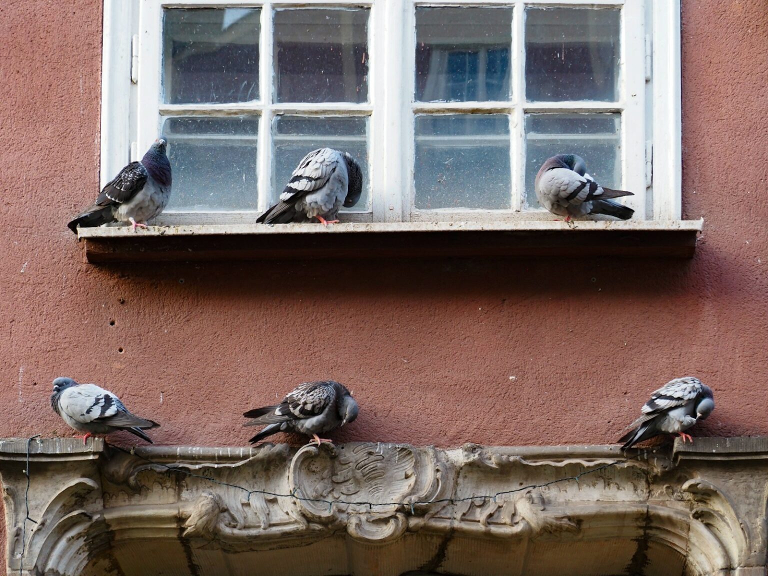 Why Some Birds Tap on Windows Repeatedly - bird-life.com