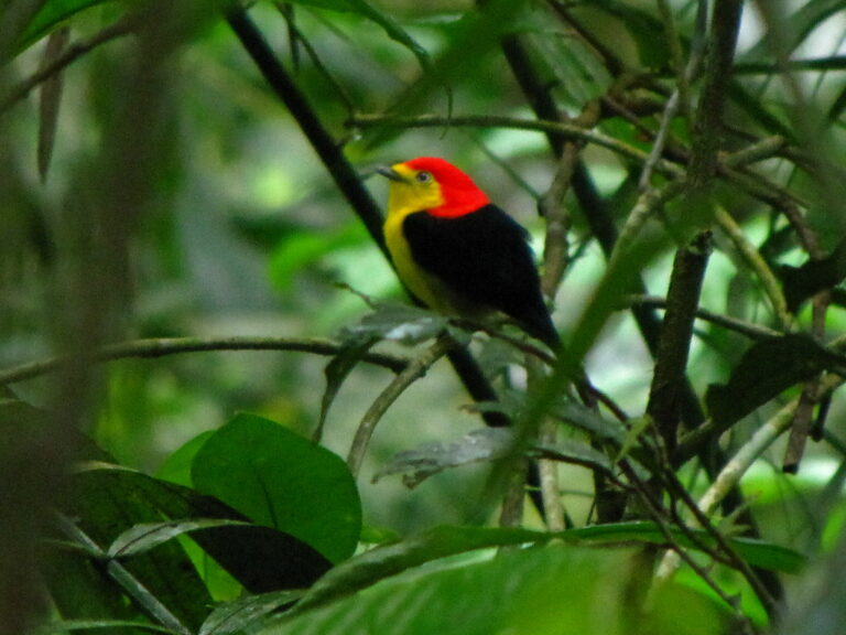 The Bird That Dances to Impress: Meet the Manakin - bird-life.com