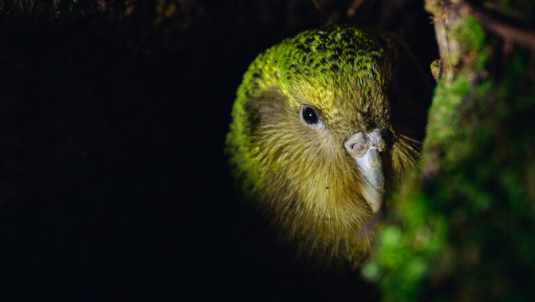 The Truth About the Secret Life of the Kakapo and What It Means for ...