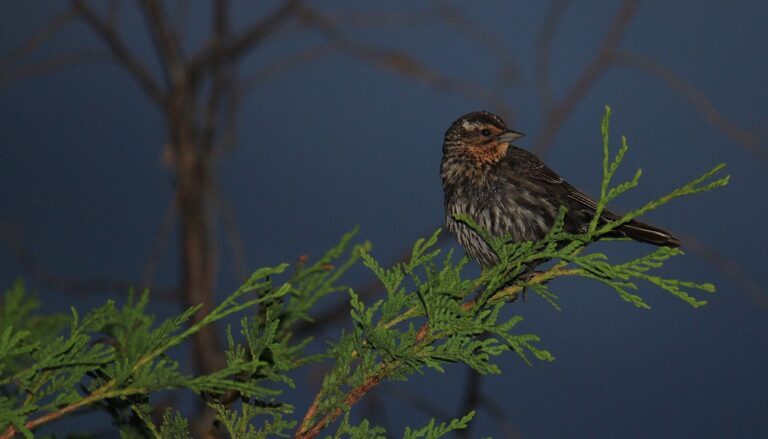 Why Some Birds Sing Only at Night - bird-life.com