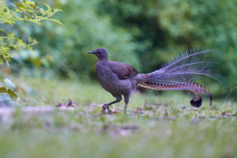 Top 10 Lyrebird Mimicry Abilities That Every Birdwatcher Should Know ...