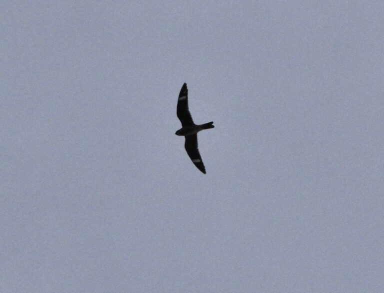 How to Identify Birds by Their Flight Patterns - bird-life.com