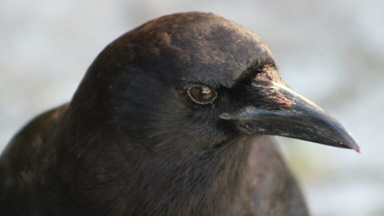 The Ultimate Guide to Understanding the Intelligence of Crows - bird ...