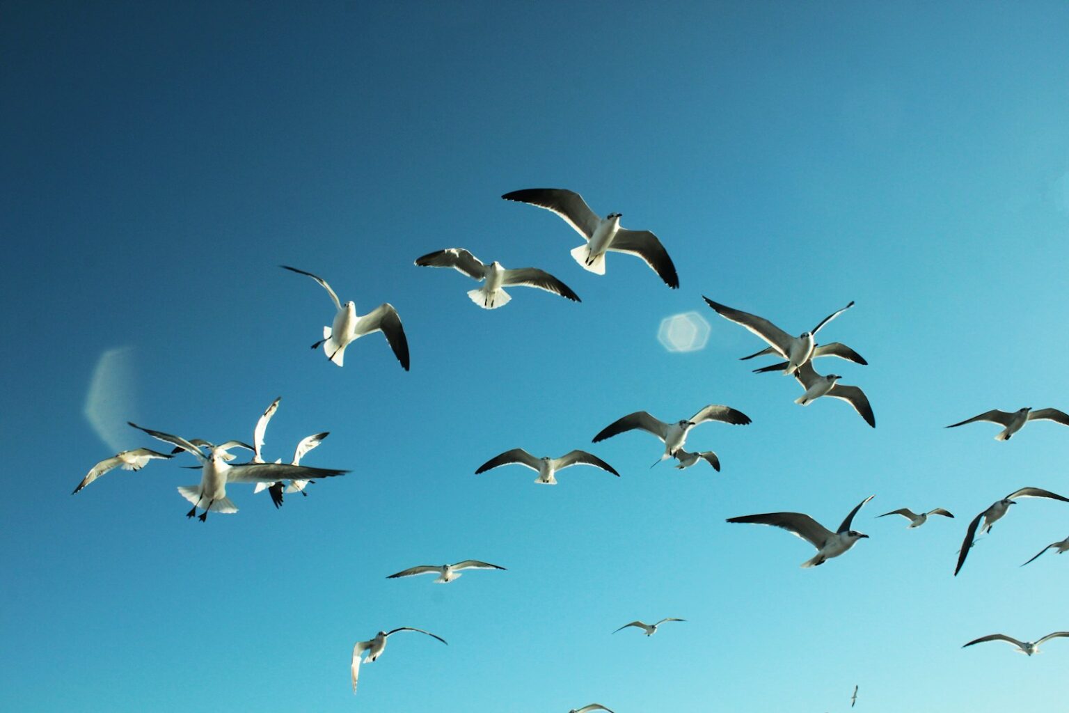 How Birds Build Trust Within a Flock - bird-life.com