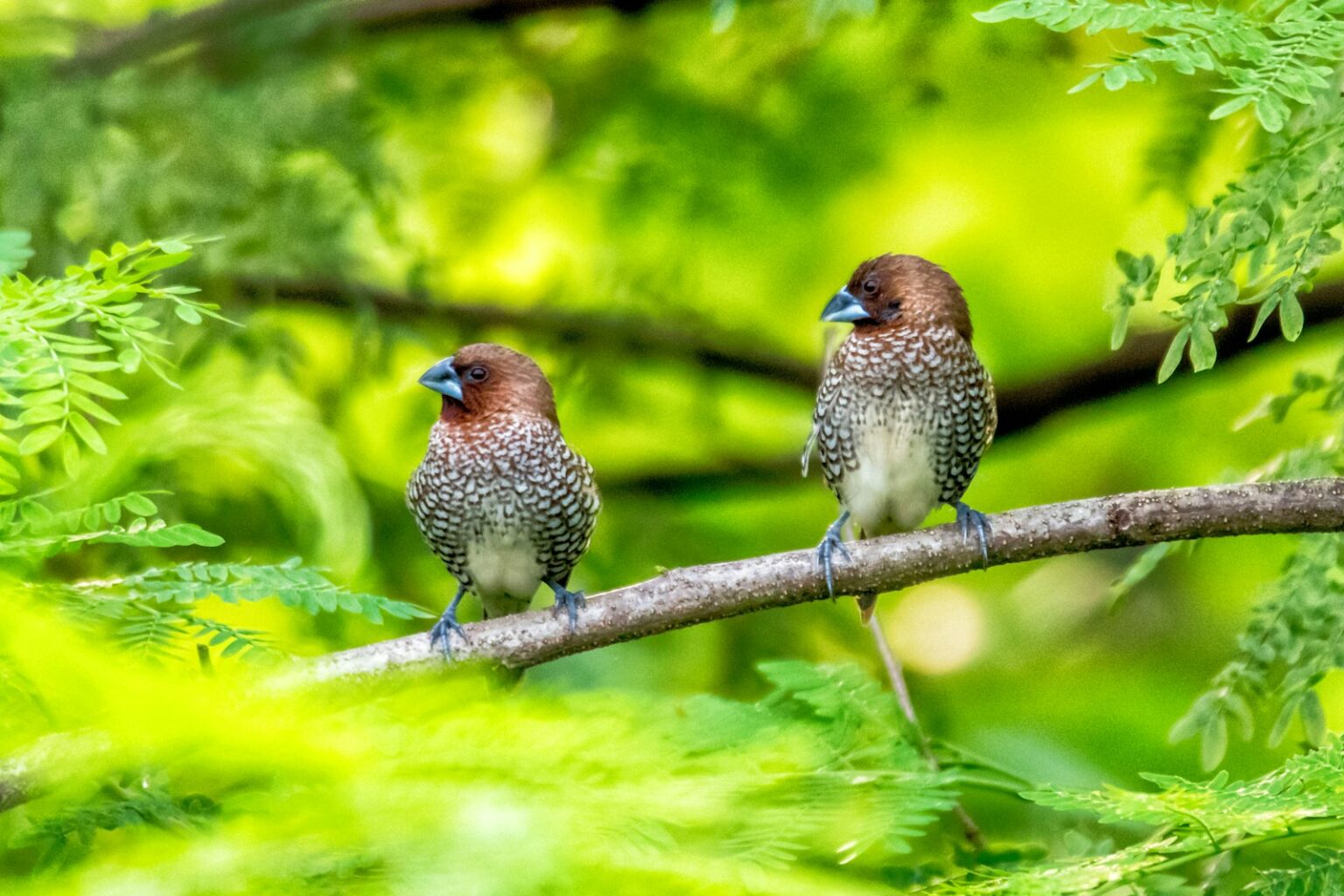 Why Some Birds Sing Duets With Their Mates - bird-life.com