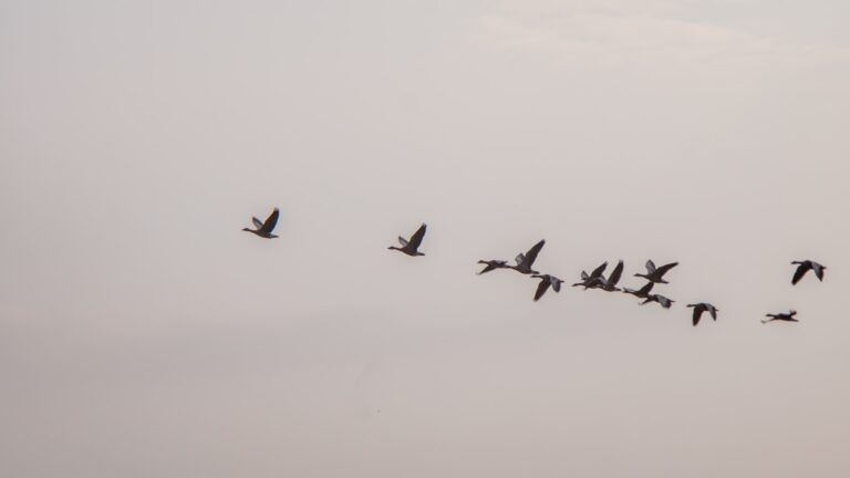 How Climate Change Is Altering Bird Migration Patterns - bird-life.com