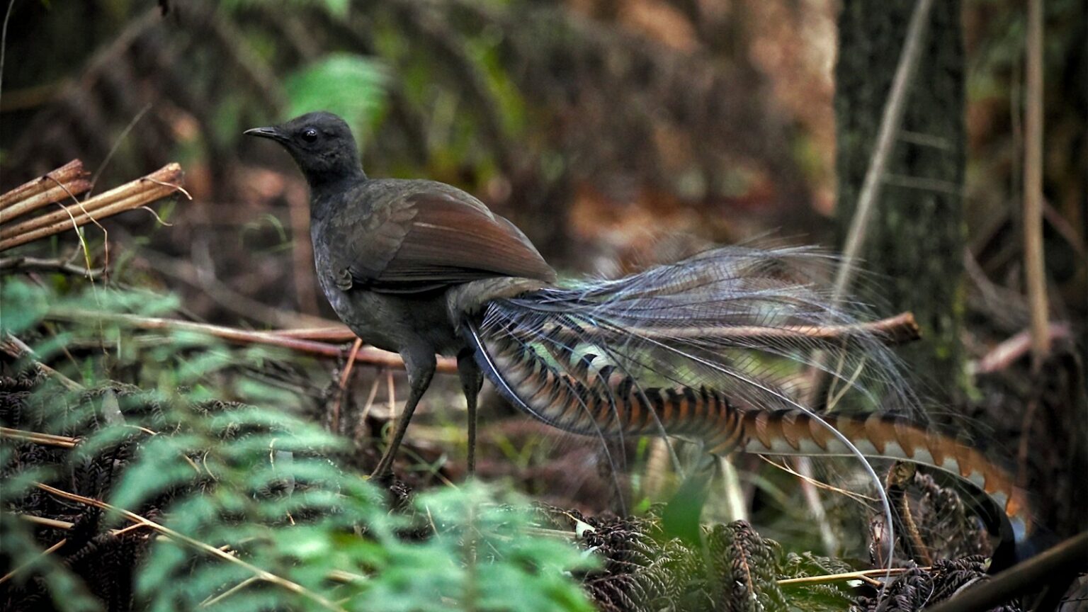 The Ultimate Guide to Understanding Lyrebird Mimicry Abilities - bird ...