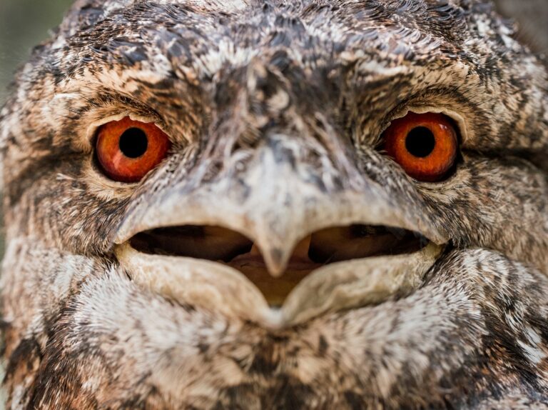 The Most Camouflaged Birds in the World - bird-life.com