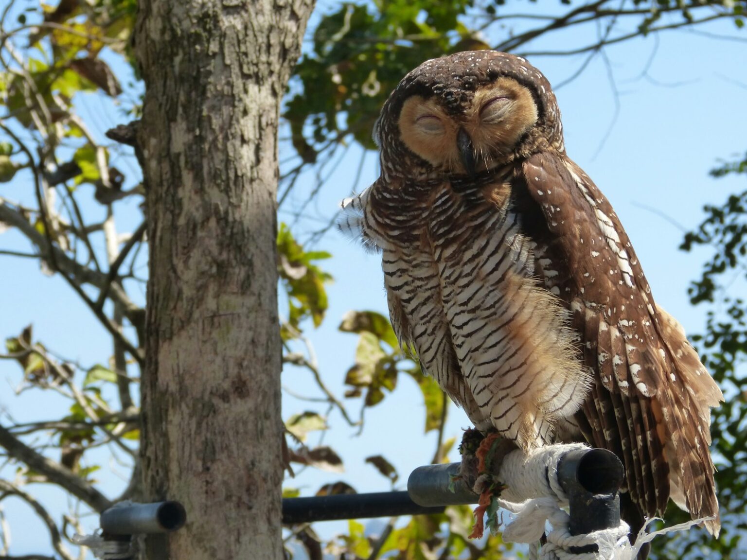 Birds That Sleep With Their Heads Tucked Under Their Wings - bird-life.com