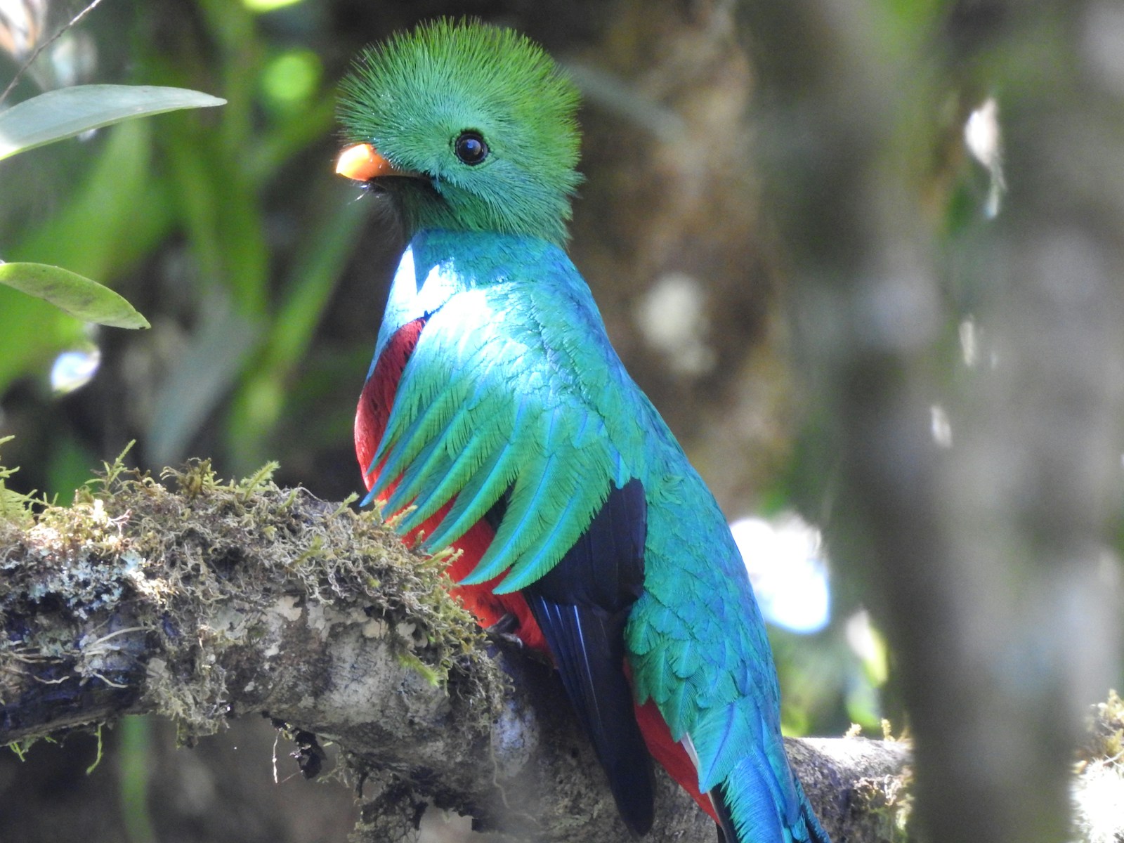 Why the Resplendent Quetzal Was Worshipped by Ancient Cultures - bird ...