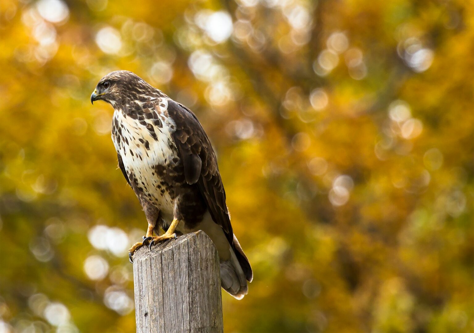 The Bird With the Sharpest Eyesight in the Animal Kingdom - bird-life.com