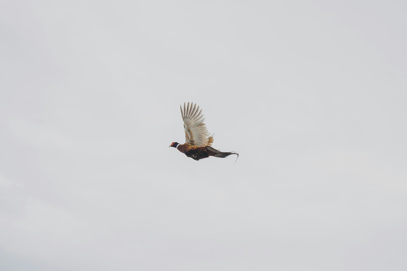 How to ID Birds by Their Wing Shapes - bird-life.com