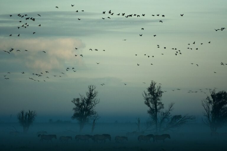 How High Birds Can Fly During Migration - bird-life.com