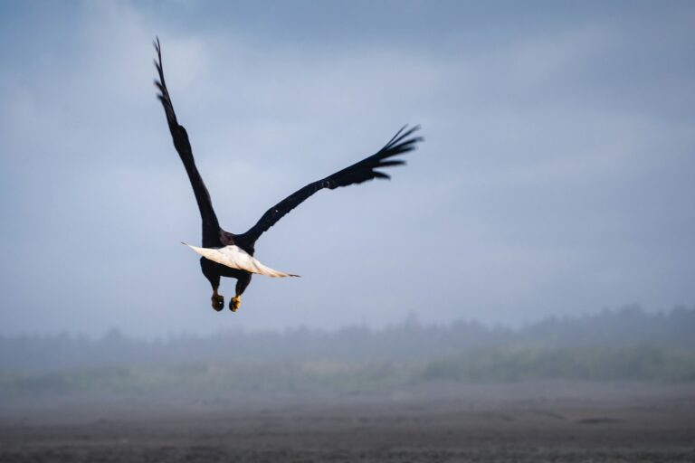 The Bird With the Sharpest Eyesight in the Animal Kingdom - bird-life.com