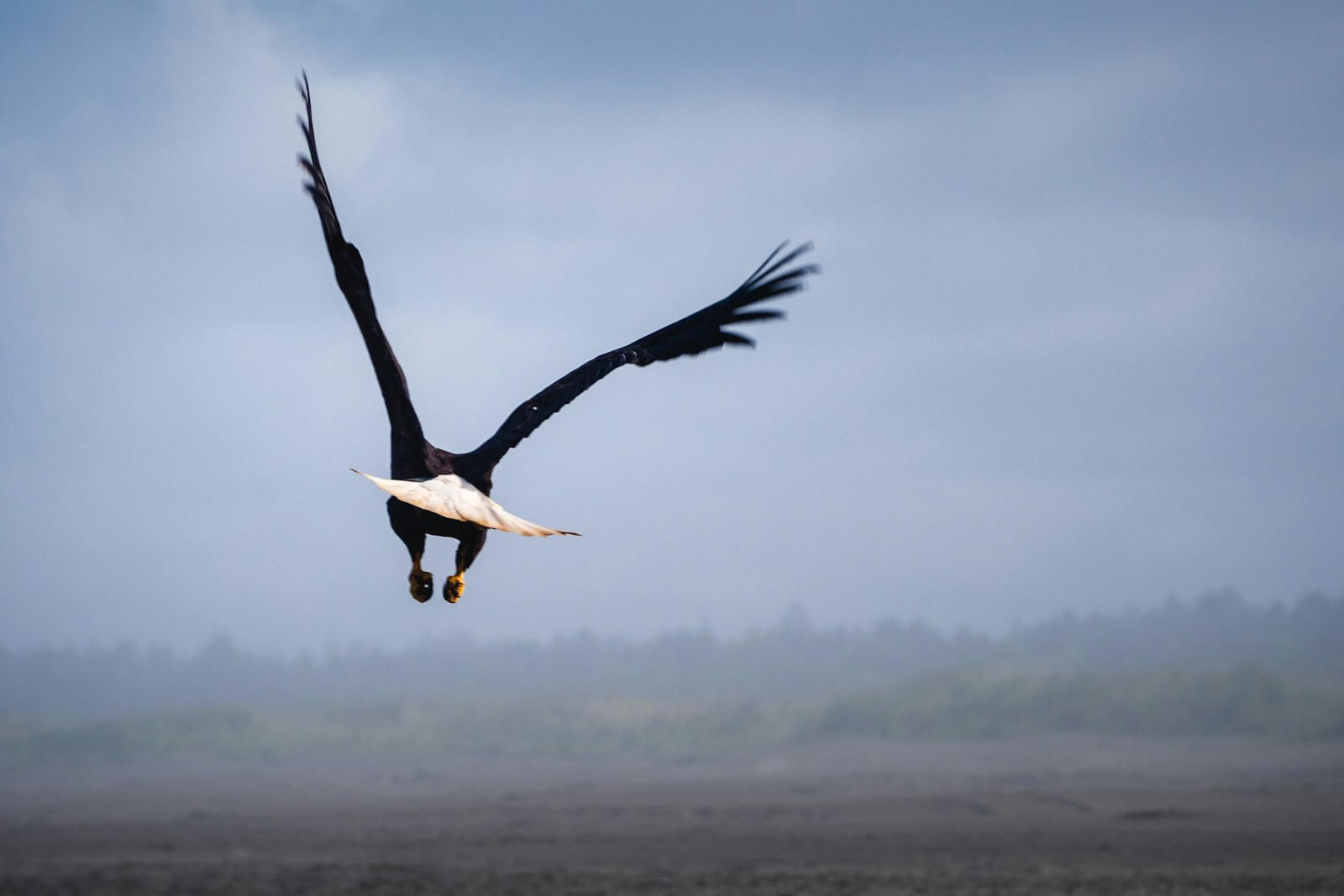 How to Identify Birds Just by Their Silhouette in Flight - bird-life.com