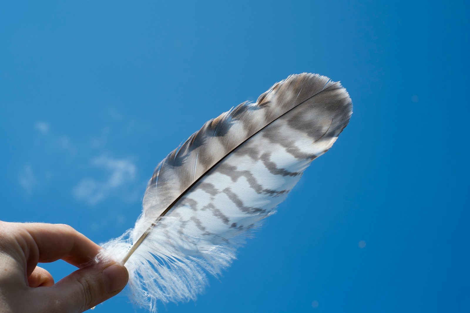 How Birds Inspire Aerospace Engineering Designs - bird-life.com