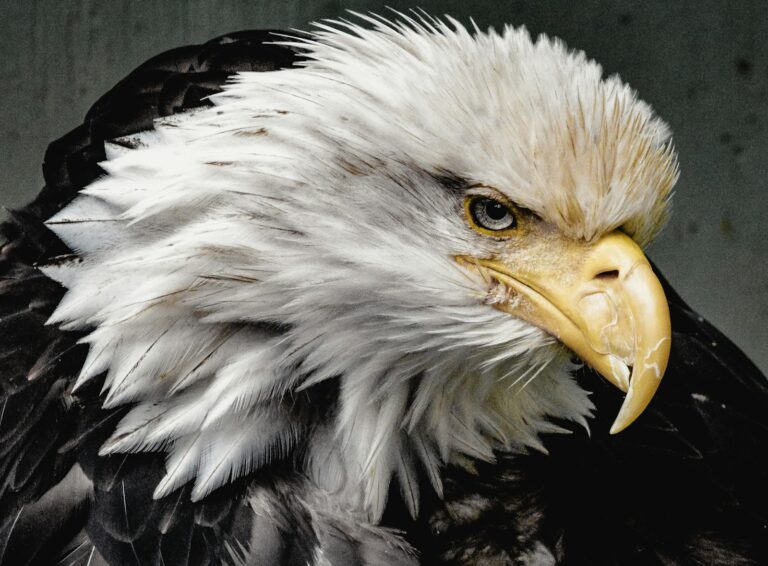 The Bird With the Sharpest Eyesight in the Animal Kingdom - bird-life.com