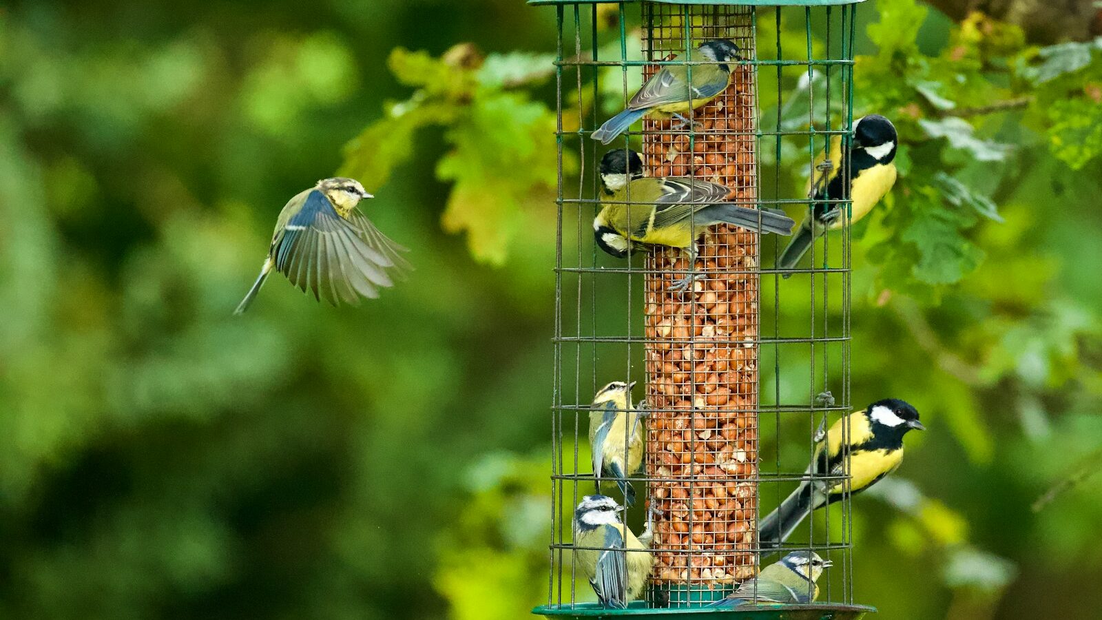 7 Bird Feeder Mistakes And How to Fix Them Fast! - bird-life.com