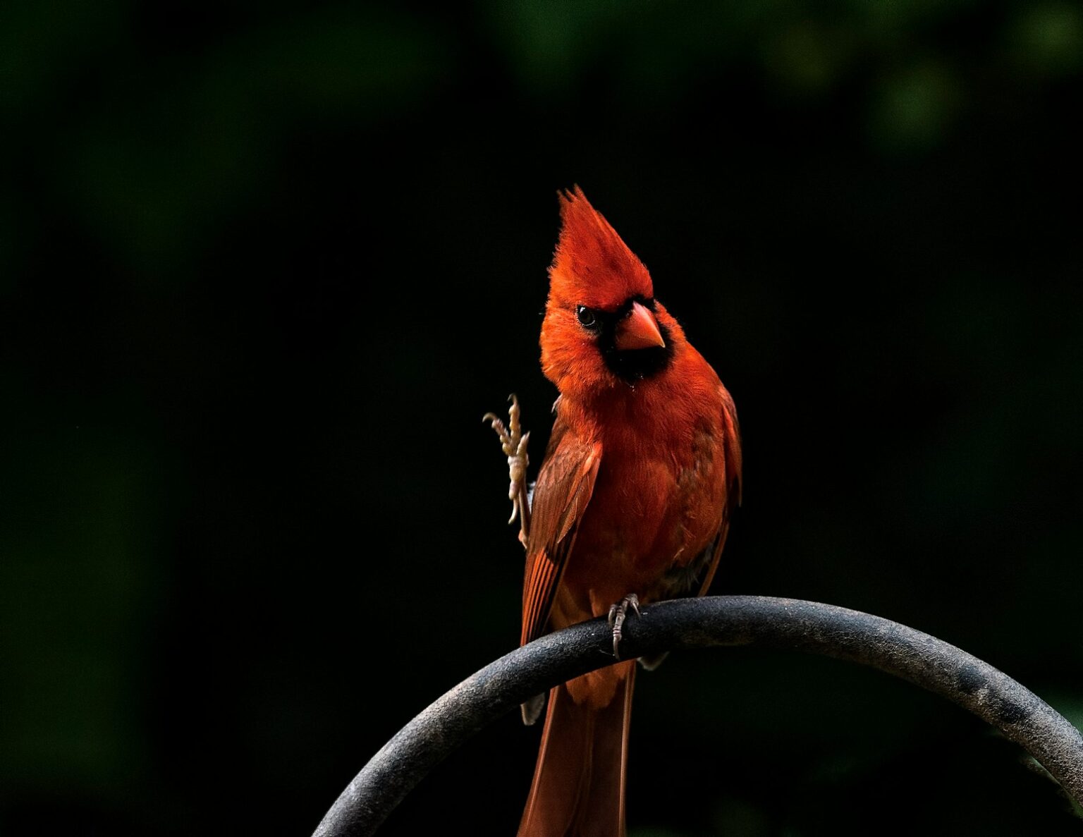 The Best Outdoor Lighting to Avoid Disrupting Birds - bird-life.com