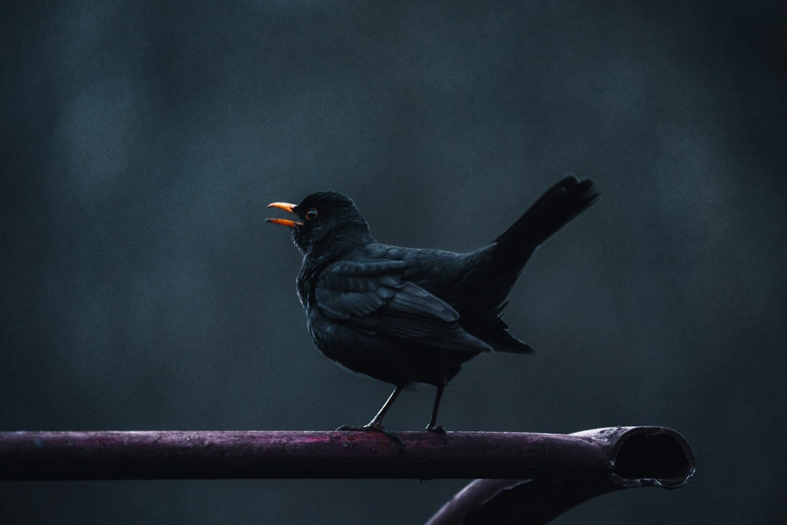 The Best Outdoor Lighting to Avoid Disrupting Birds - bird-life.com
