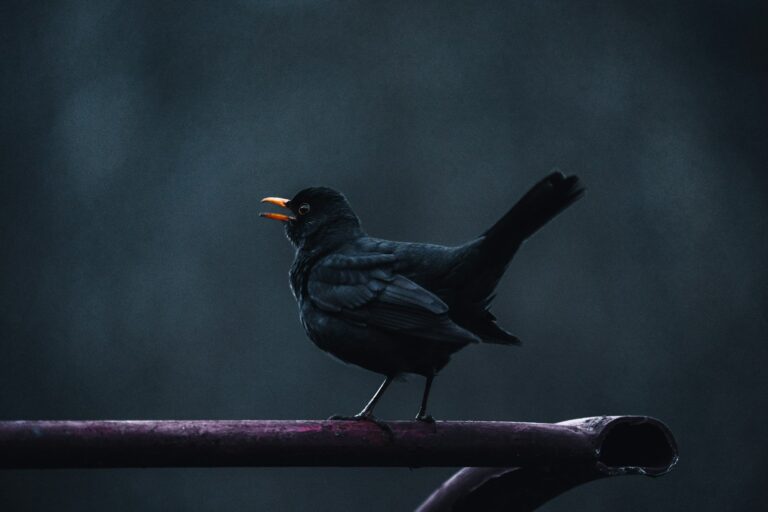 The Best Outdoor Lighting to Avoid Disrupting Birds - bird-life.com