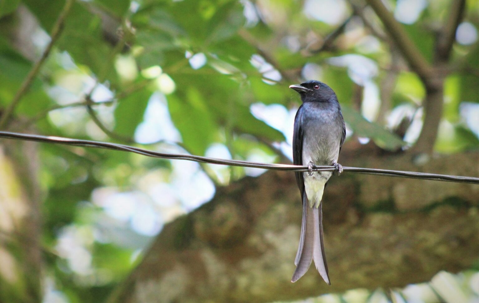 The Bird That Imitates Predators to Scare Off Rivals - bird-life.com
