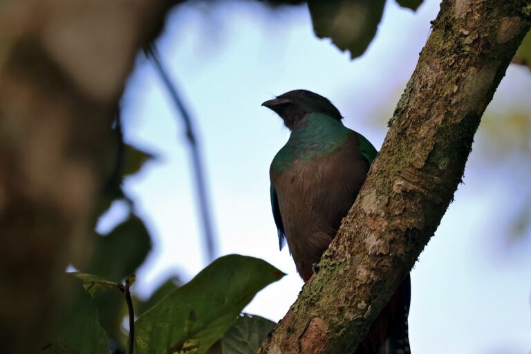 Why the Resplendent Quetzal Was Worshipped by Ancient Cultures - bird ...