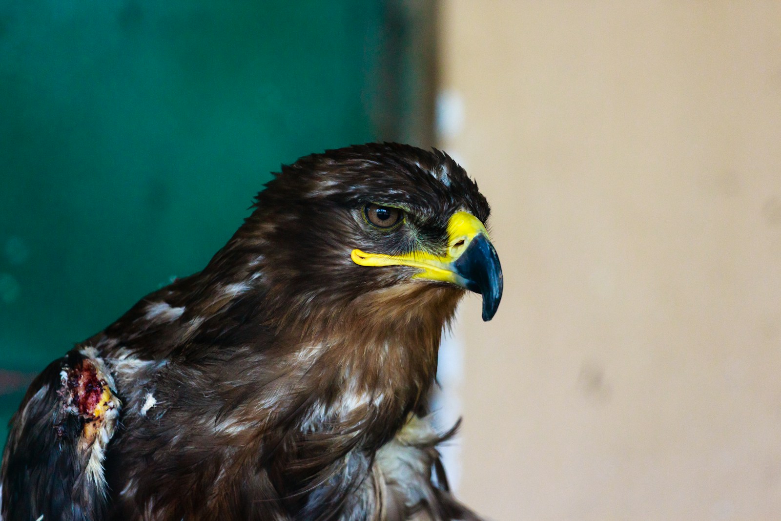 How to Help Injured Birds in Your Neighborhood - bird-life.com