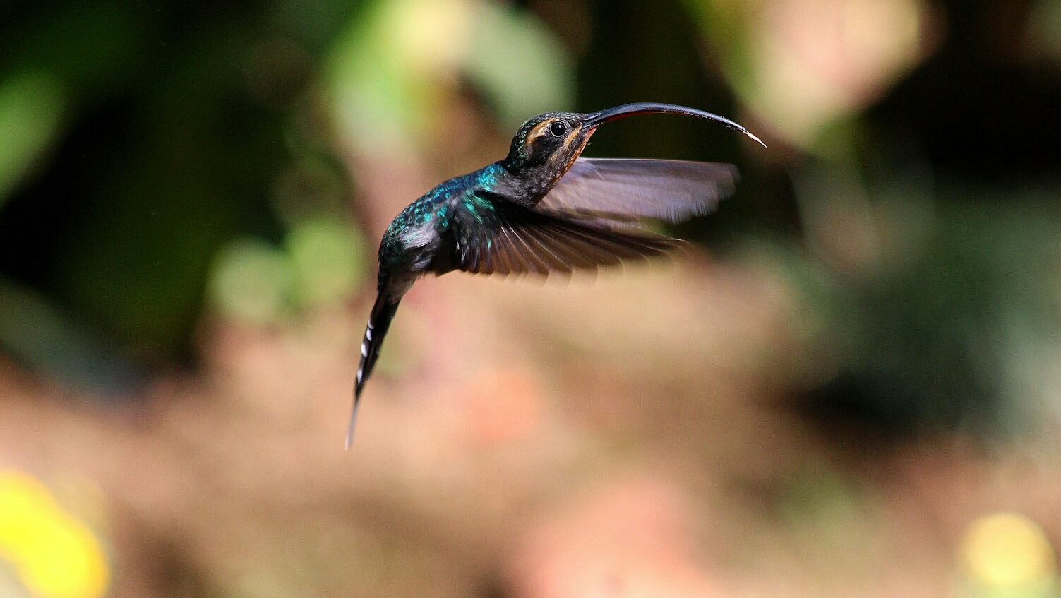 The Ultimate Guide to Understanding How Hummingbirds Hover in Place ...
