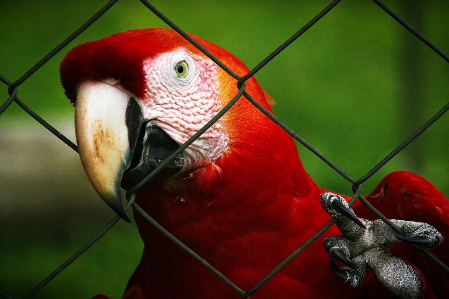 How Birds Experience Pain – What Science Reveals - bird-life.com