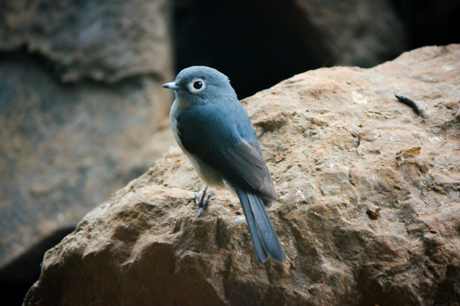 The Bird With Feathers That Glow Under UV Light - bird-life.com