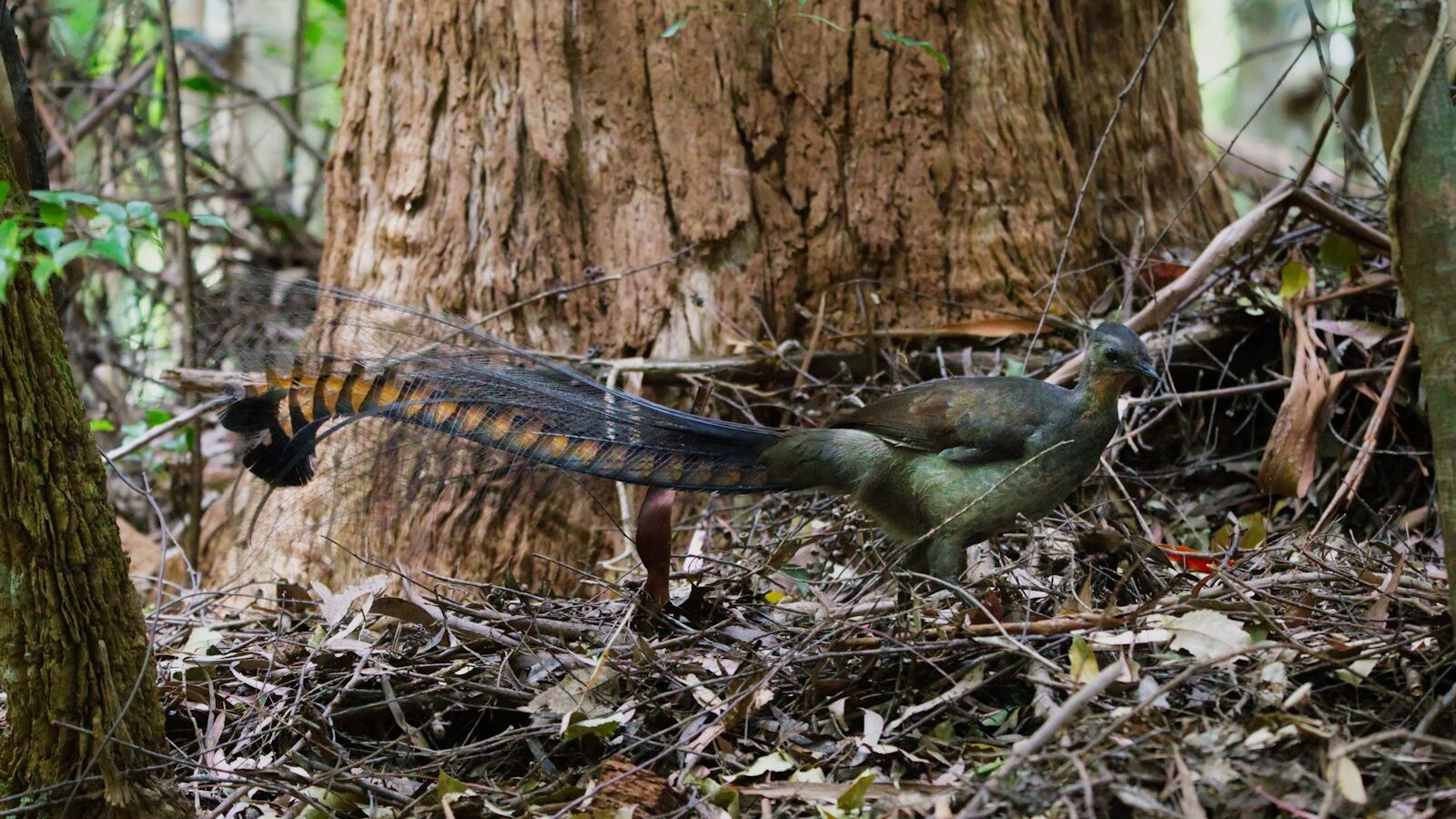 The Ultimate Guide to Understanding Lyrebird Mimicry Abilities - bird ...