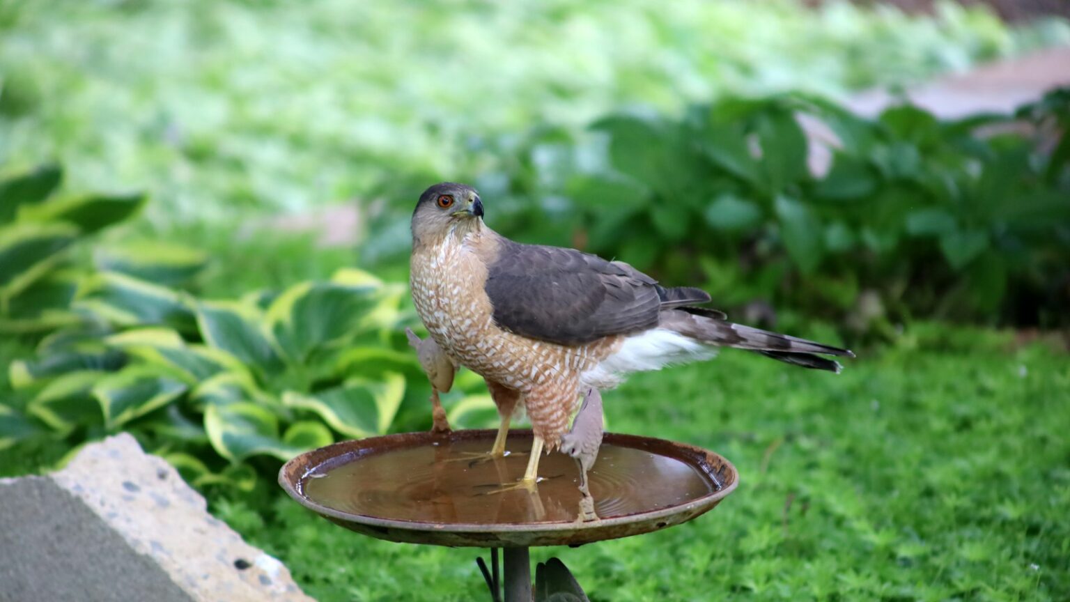 Small Change, Big Impact 7 Bird Feeder Placement Tips That Matter ...