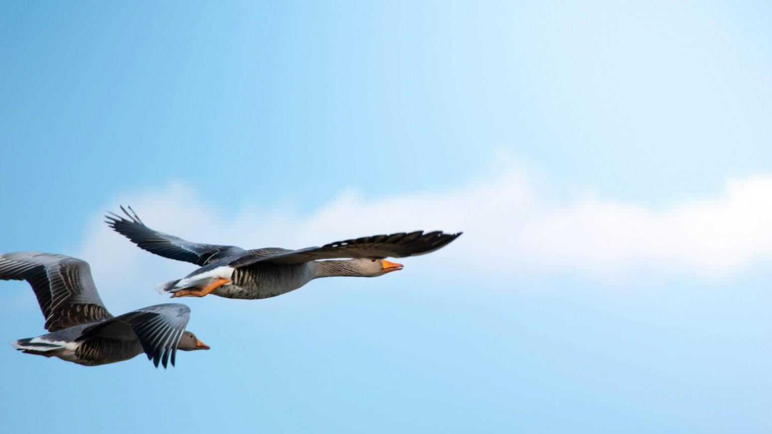 Hidden Facts About The Altitude Records of Geese That Might Surprise ...