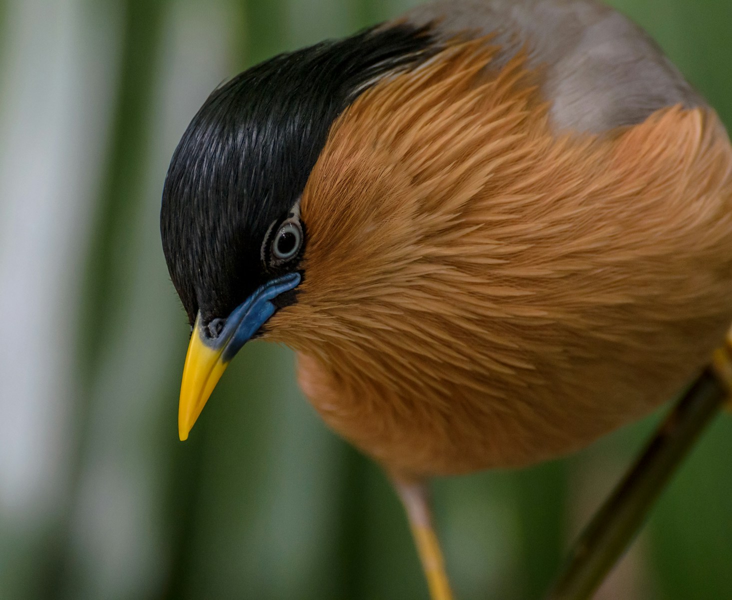 The Bird With Feathers That Glow Under UV Light - bird-life.com