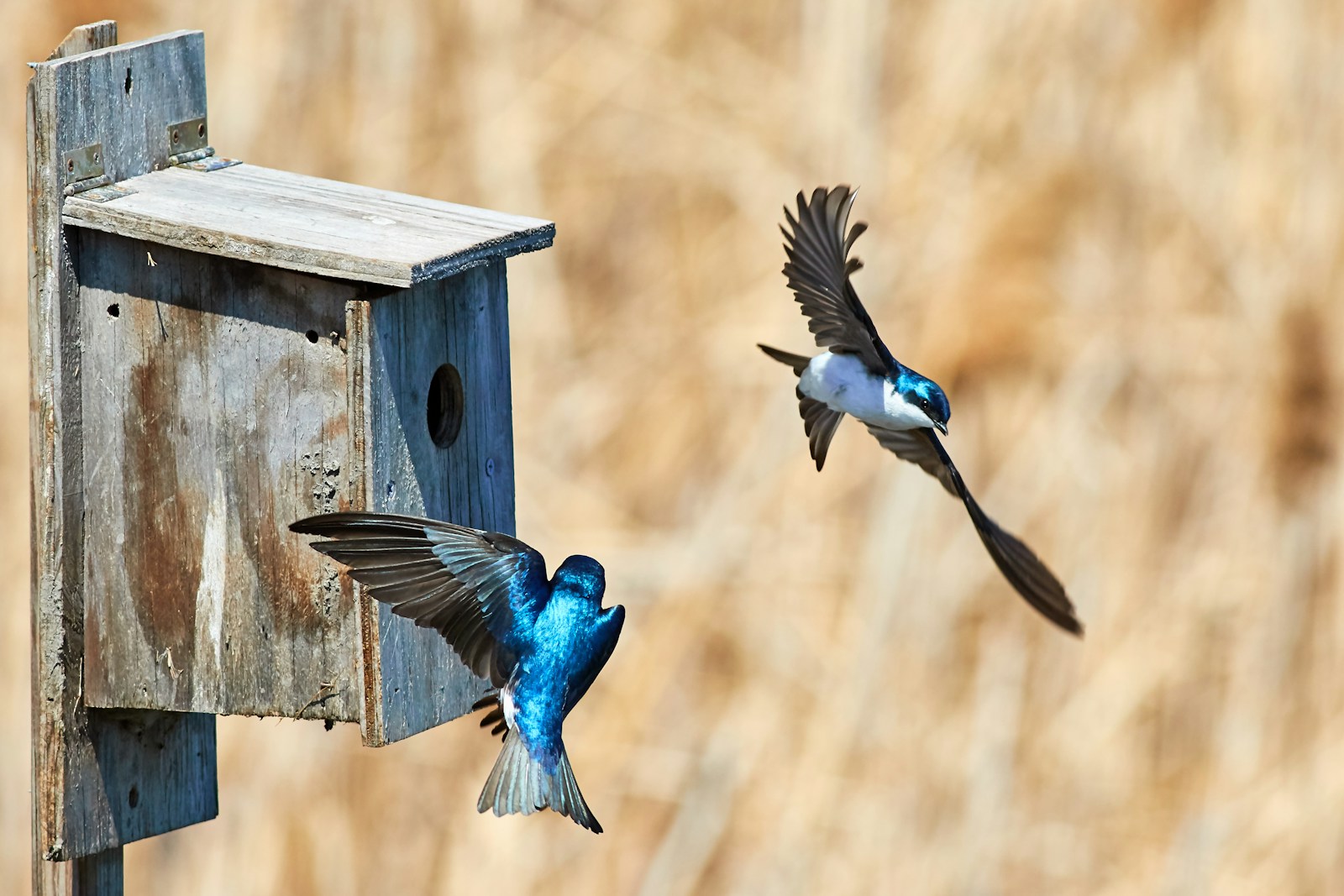 How to Make a DIY Bird Shelter for Harsh Weather - bird-life.com