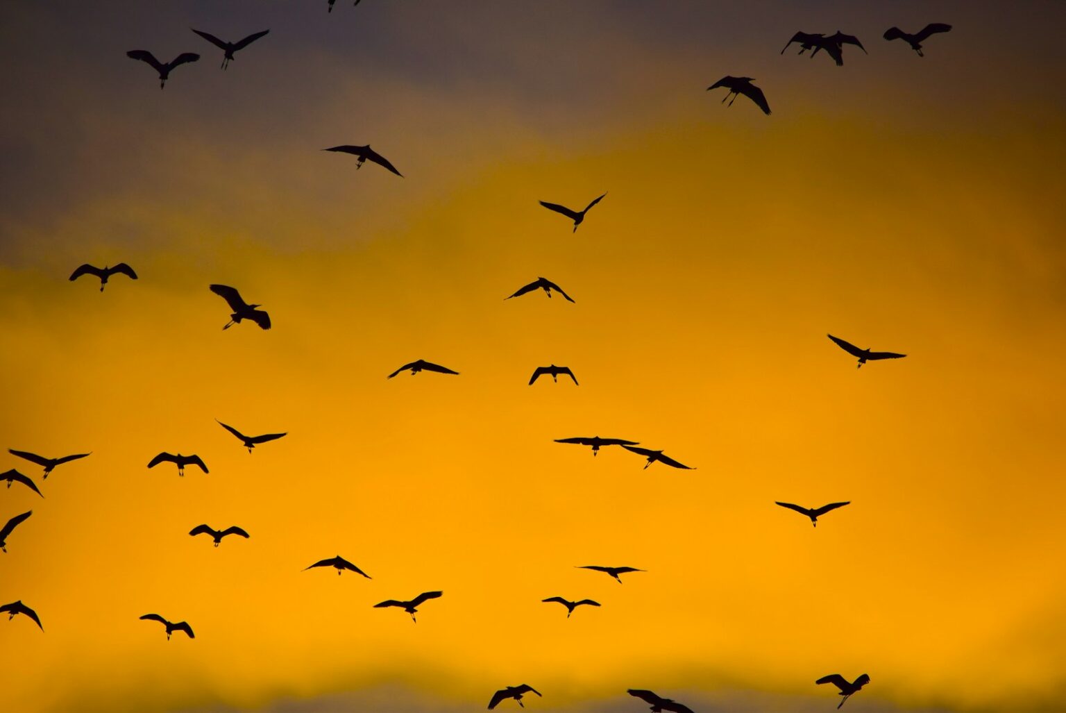How Birds Inspire Aerospace Engineering Designs - bird-life.com