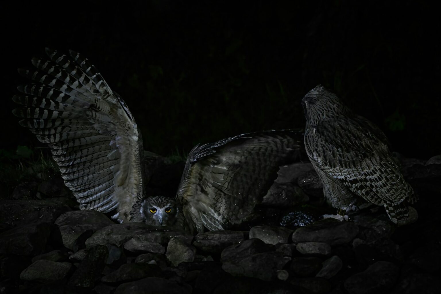 The Best Outdoor Lighting to Avoid Disrupting Birds - bird-life.com